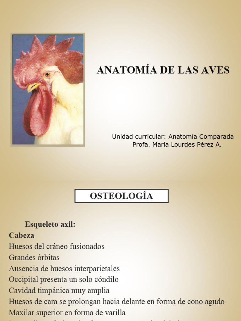 Anatomia de Las Aves. | PDF | Sistema digestivo humano | Vértebra