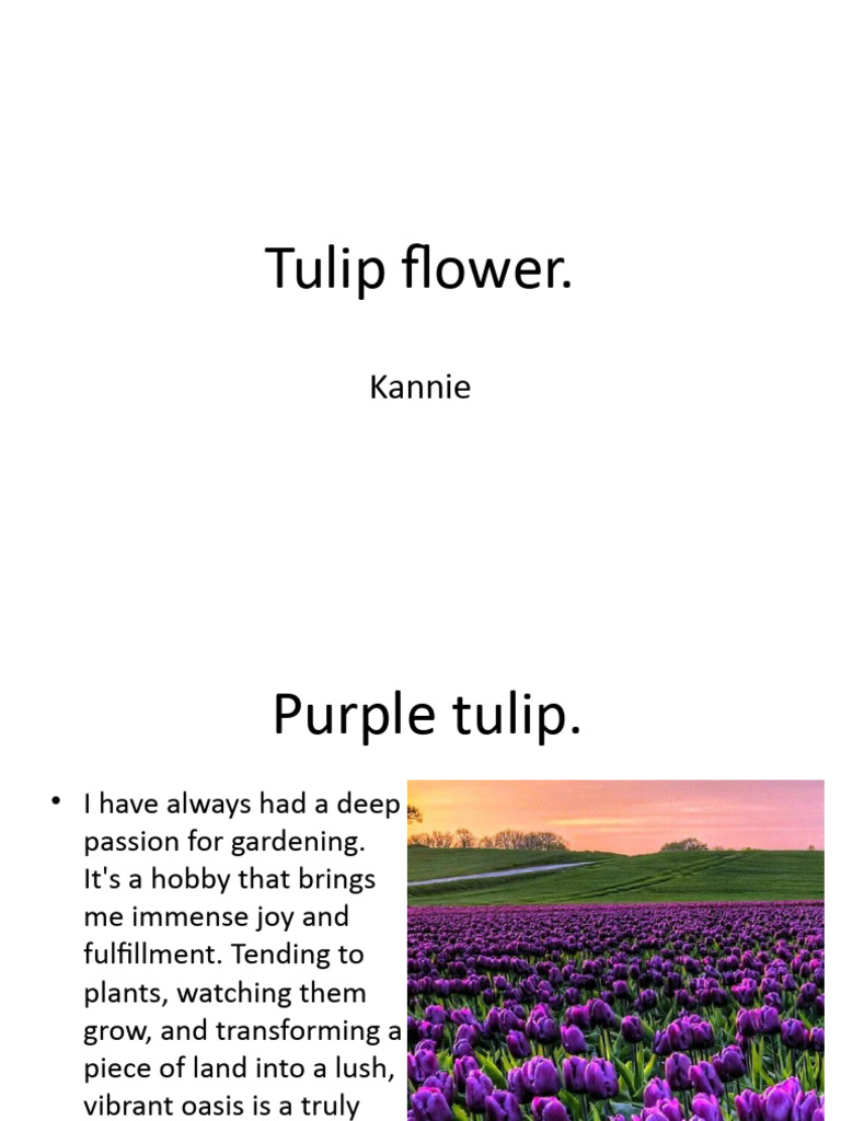 Tulip Flower | PDF | Tulip | Flowers