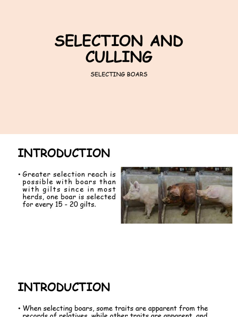 10 - Selection and Culling Boar | Download Free PDF | Pig | Heritability