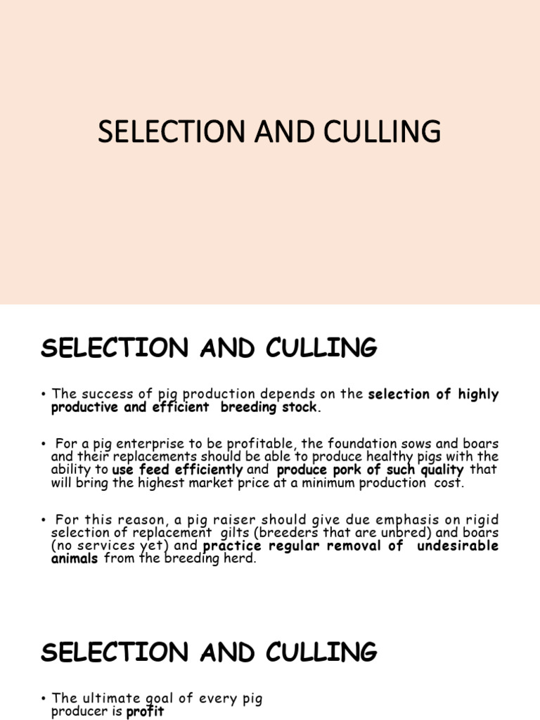 8 - Selection and Culling | PDF | Pig | Selective Breeding