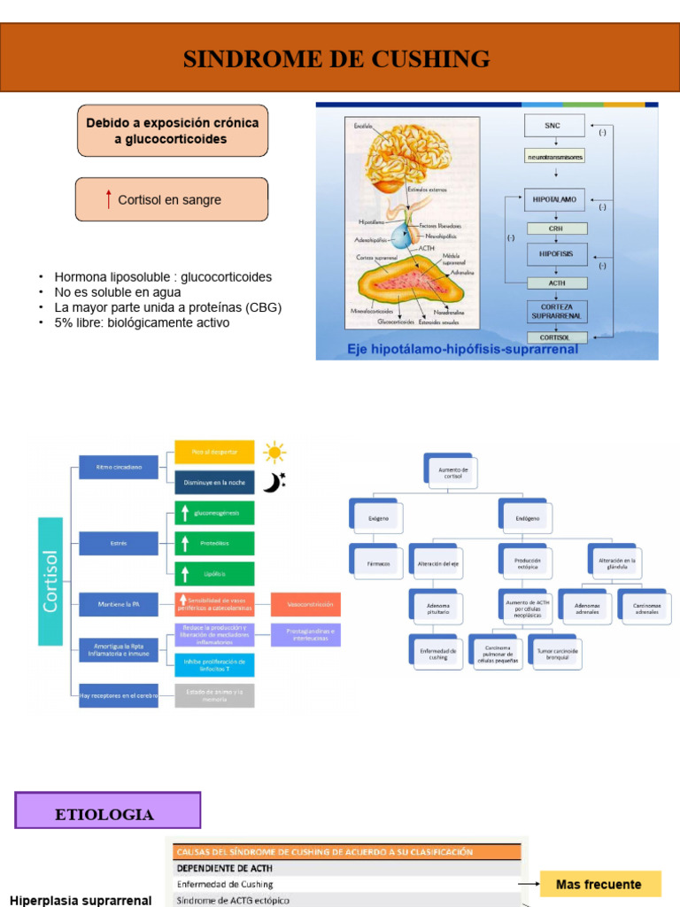 Cushing | PDF | Cortisol | Glucocorticoides