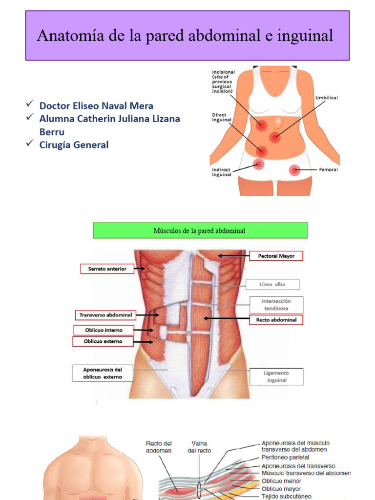 Anatomia Hernias | PDF