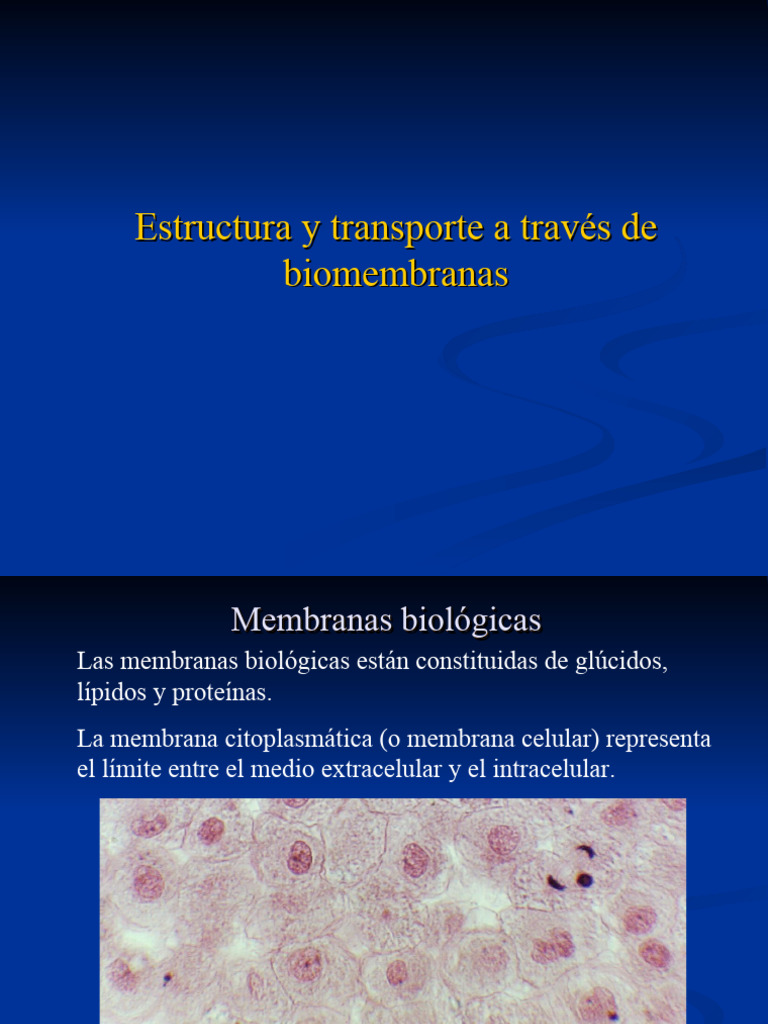 3b Membranas | PDF | Membrana celular | Bicapa lipídica