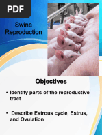 Female Pig Reproductive Anatomy | PDF | Ovary | Luteinizing Hormone