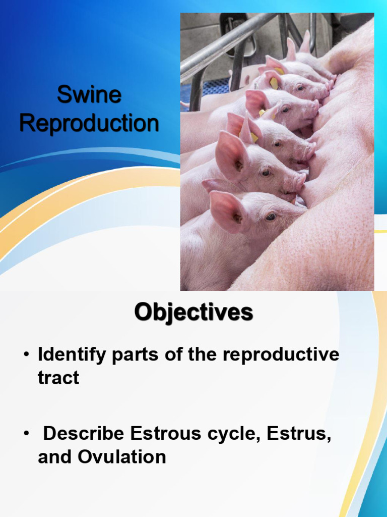 15_swine-reproductive-system | PDF