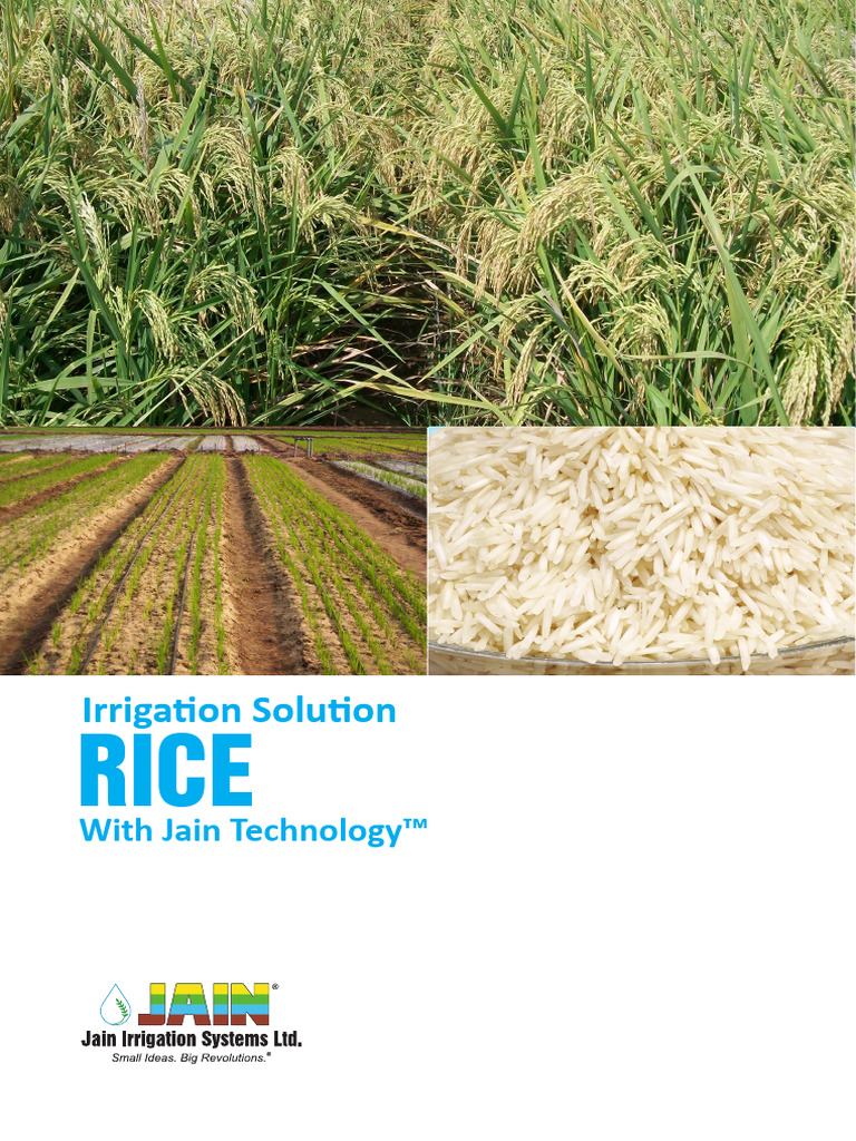 Rice | PDF | Agriculture | Rice