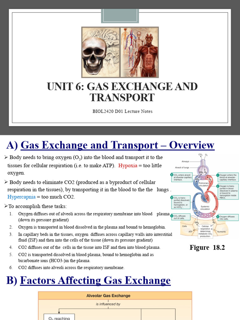 Unit 6 Notes - Gas Exchange and Transport | PDF | Respiratory System ...