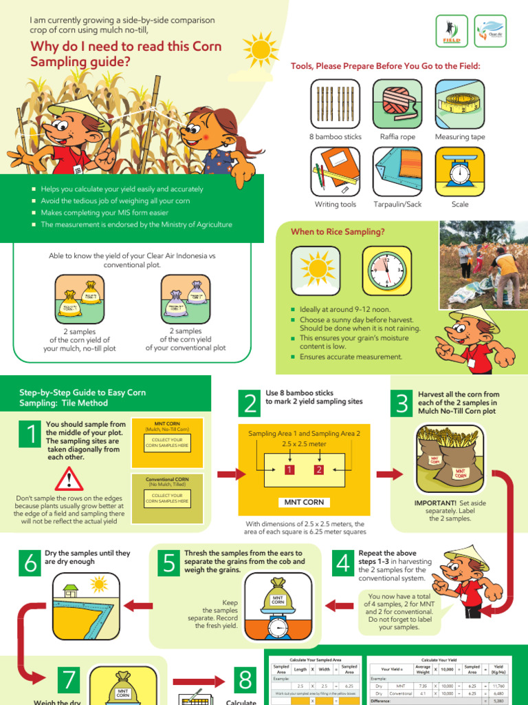 CORN SAMPLING - Infographic - ENG - 2 Pages | PDF | Maize | Mulch