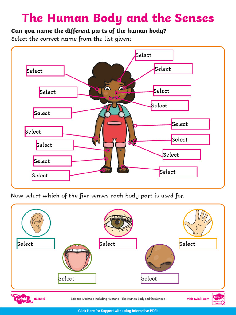 Kids' Guide to Body Parts & Senses | PDF | Senses | Hand