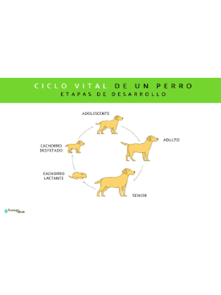 Ciclo Del Perroi | PDF