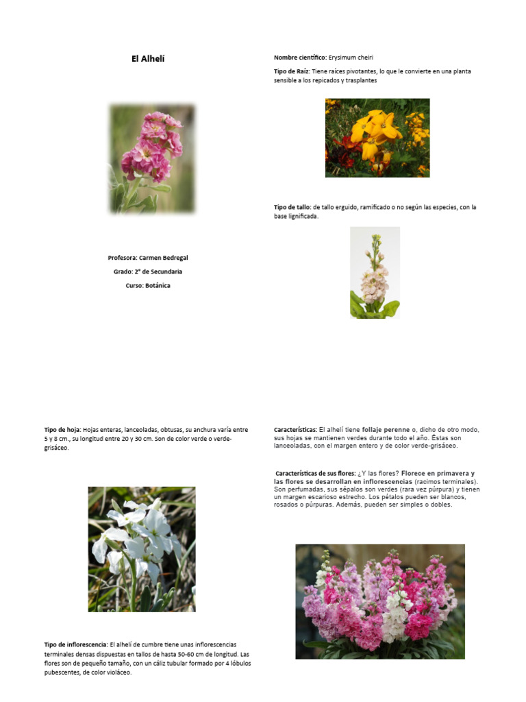 Características del Alhelí (Erysimum cheiri) | PDF | Hogar, jardinería ...