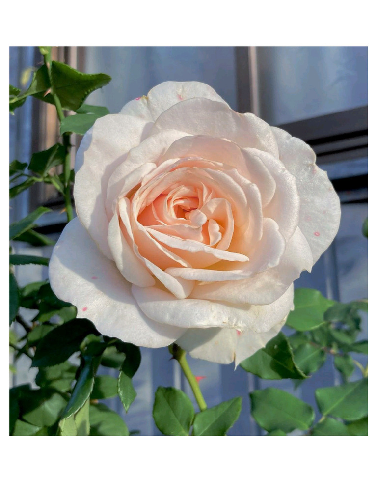 Flower of Alchemy | PDF