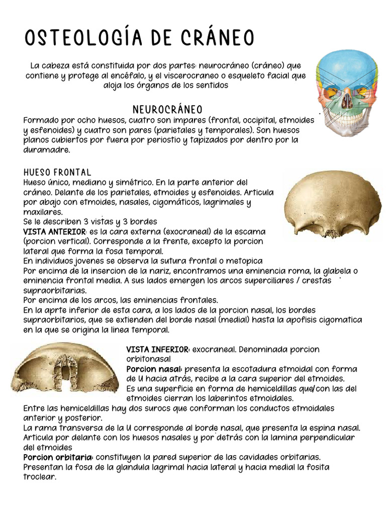 osteologia craneo | PDF | Cráneo | Otorrinolaringología