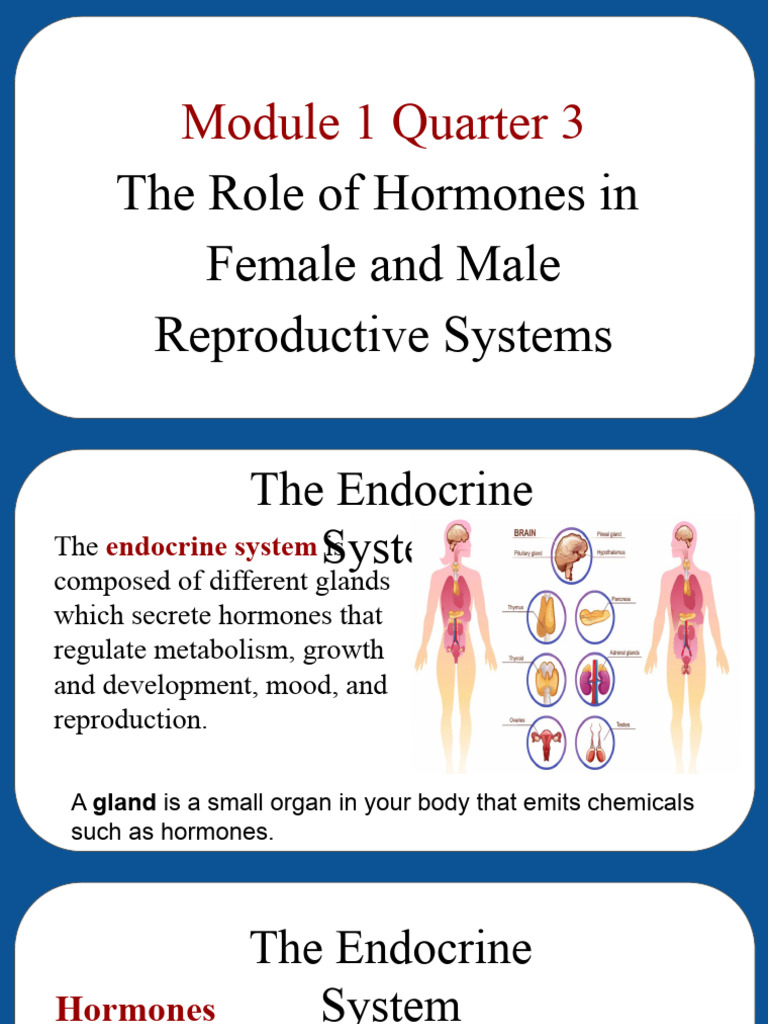 Hormones in Reproductive Systems | PDF | Endocrine System | Uterus