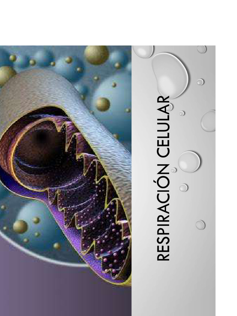 Respiracion Celular | PDF