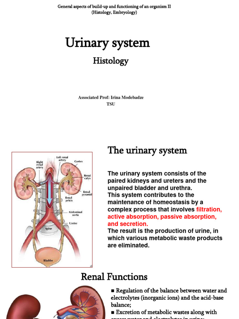 Body System II 6 Urinary 1 | PDF | Kidney | Genitourinary System