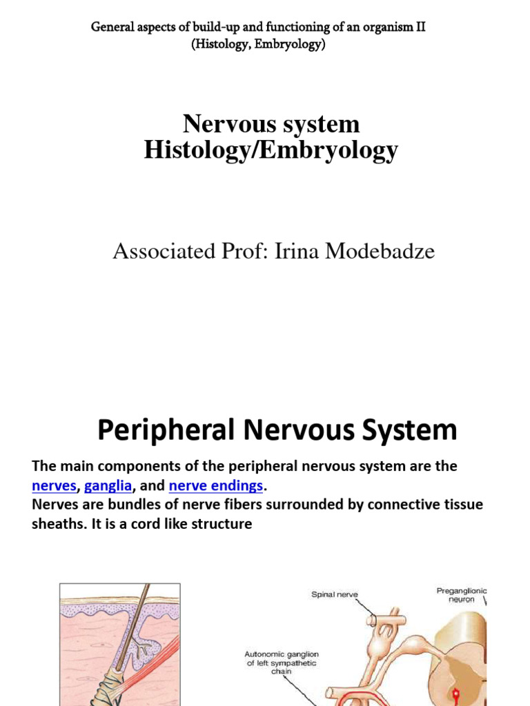 Body System II 2 Nerv 2 | PDF | Axon | Myelin