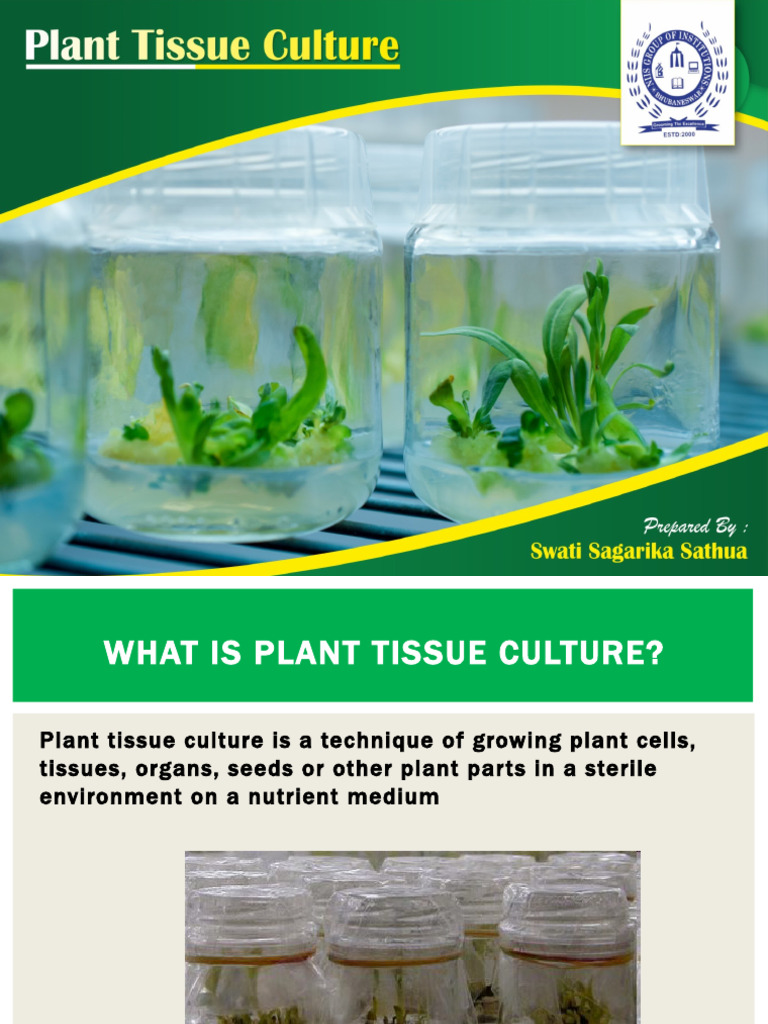 Plant Tissue Culture | PDF | Plants | Biology