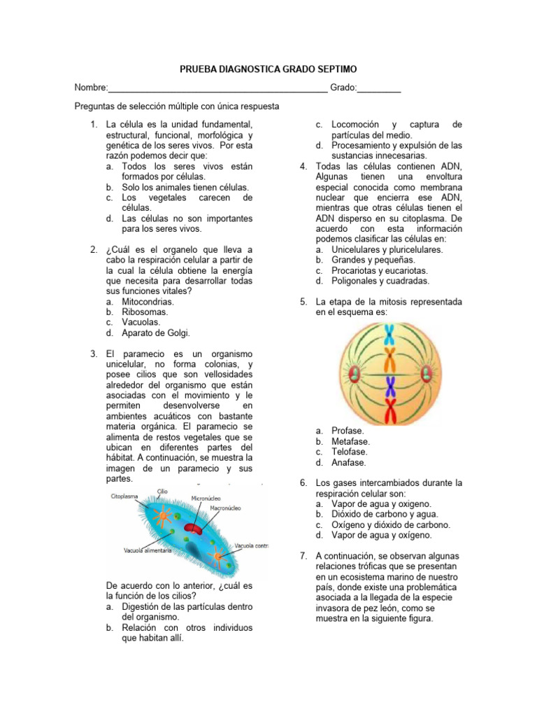 PRUEBA DIAGNOSTICA GRADO SEPTIMO | PDF | Biología Celular) | Organismos PRUEBA DIAGNOSTICA GRADO SEPTIMO | PDF | Biología Celular) | Organismos