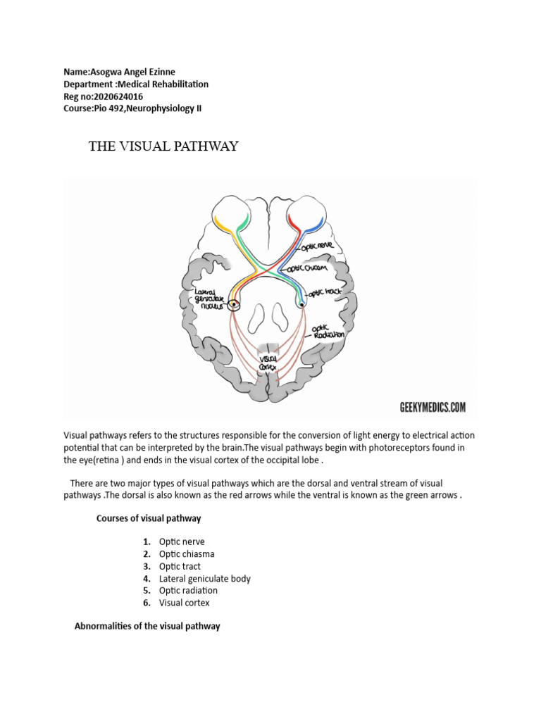 Visual Pathway | PDF | Visual System | Retina