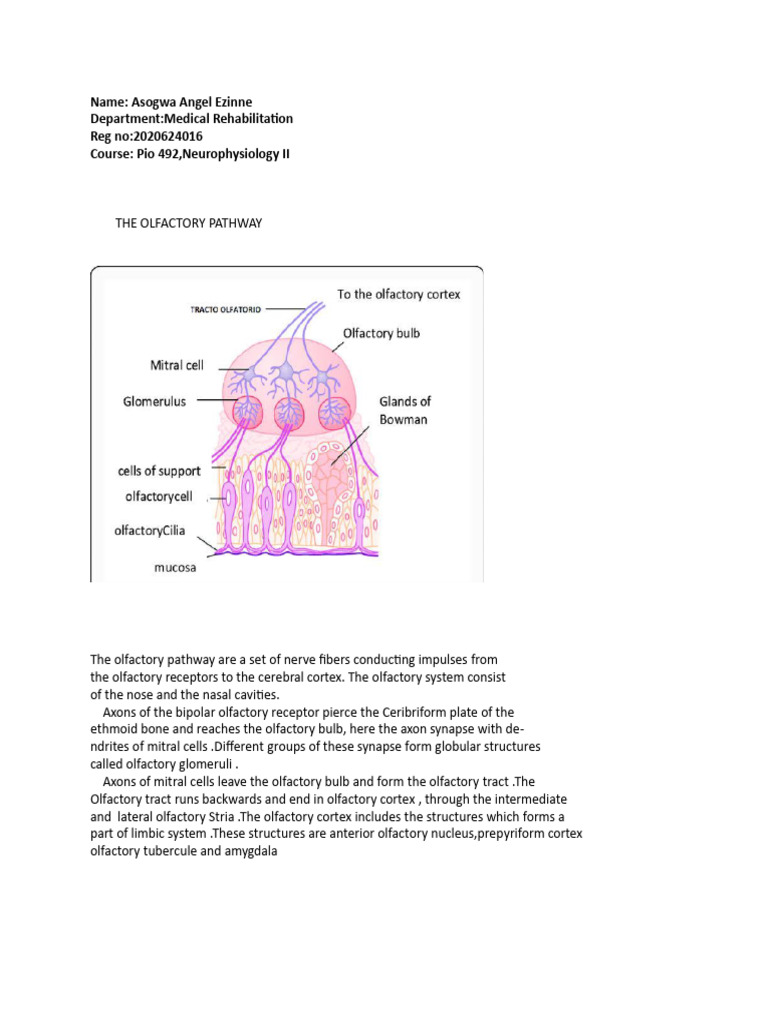 Olfactory Pathway | PDF