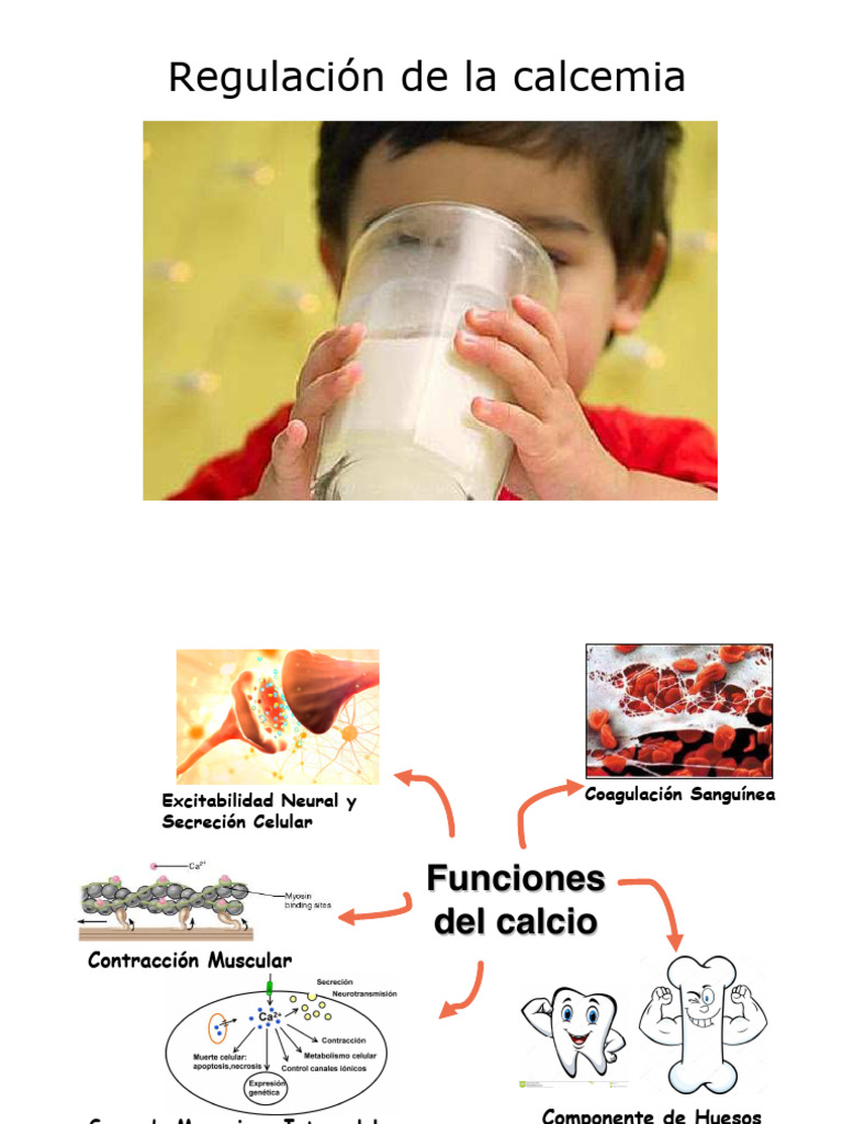 Clase 13 Calcemia | PDF | Calcio | Fisiología