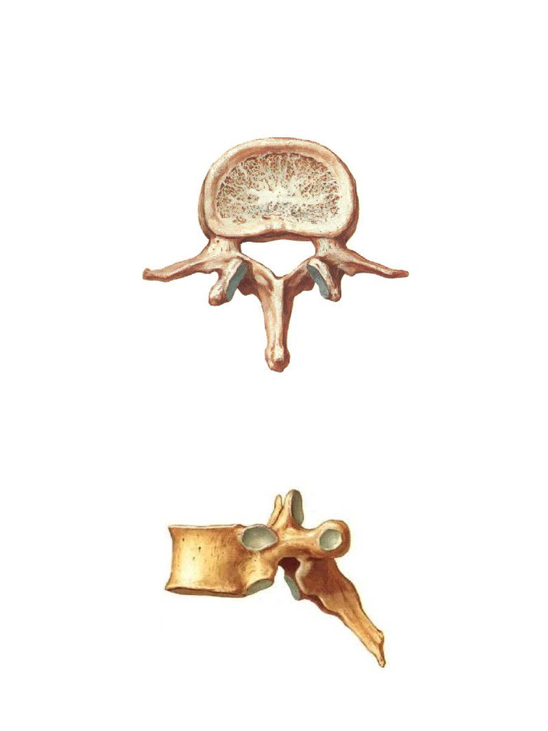 Vertebra Tipo y Toracicas | PDF