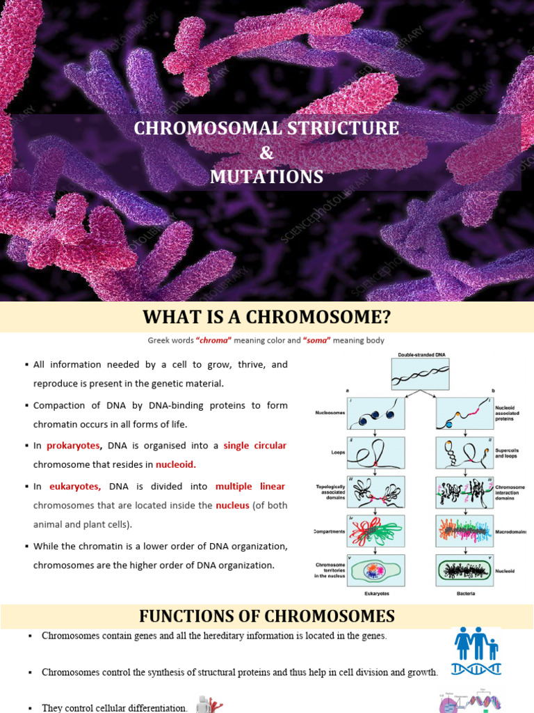 CHROMOSOMAL STRUCTURE and MUTATIONS | PDF | Chromosome | Dna