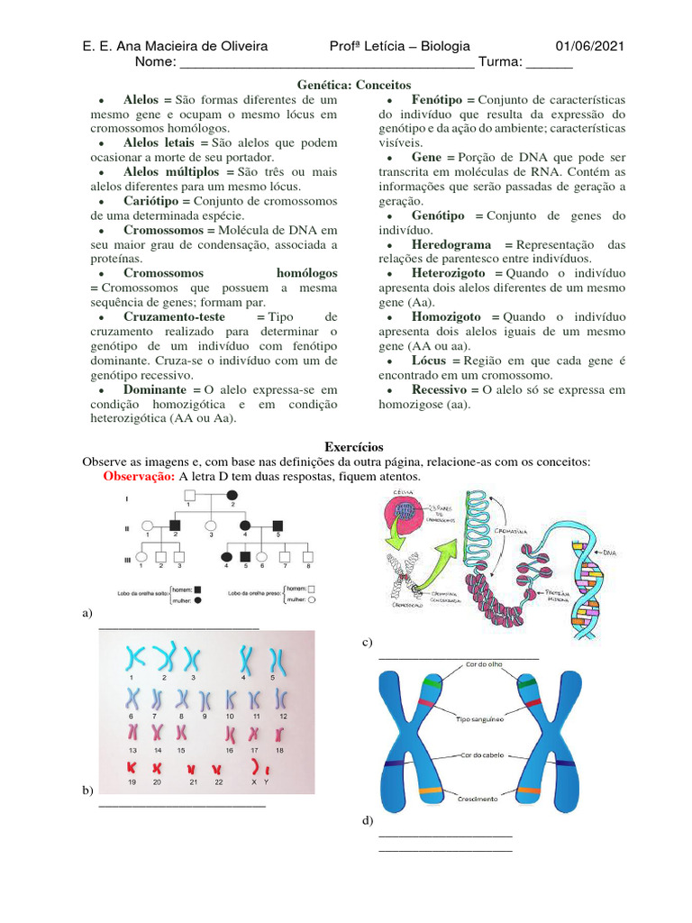 Conceitos Básicos de Genética | PDF | Alelo | Genótipo
