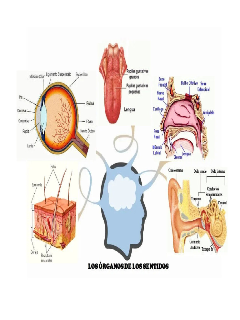 Organos de Los Sentidos | PDF