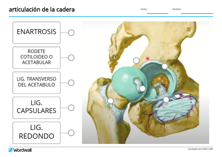 Anatomía del Rodete Acetabular en Cadera | PDF