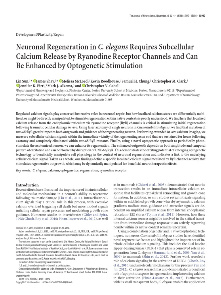 Neuronal Regeneration In C Elegans Requires Subcellular Calcium 4880