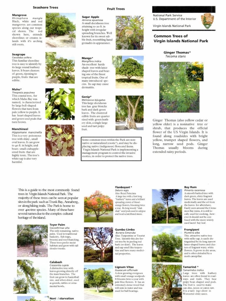 VIIS Tree GuideAccessible | PDF | Trees | Plant Morphology