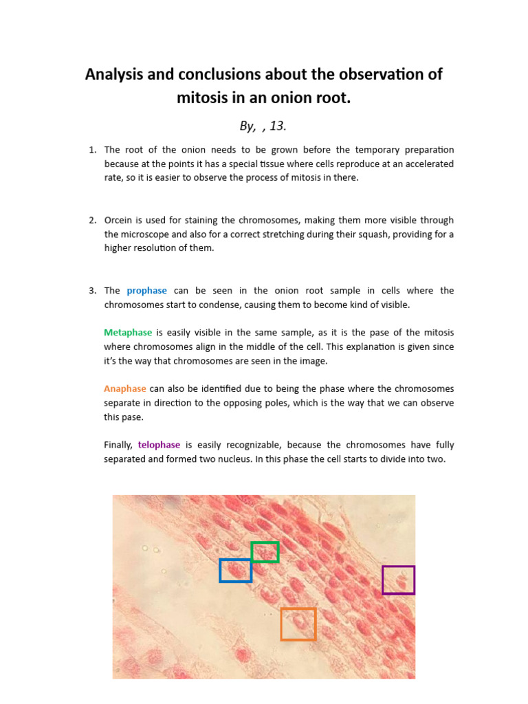 Analysis and Conclusions About The Observation of Mitosis in An Onion ...