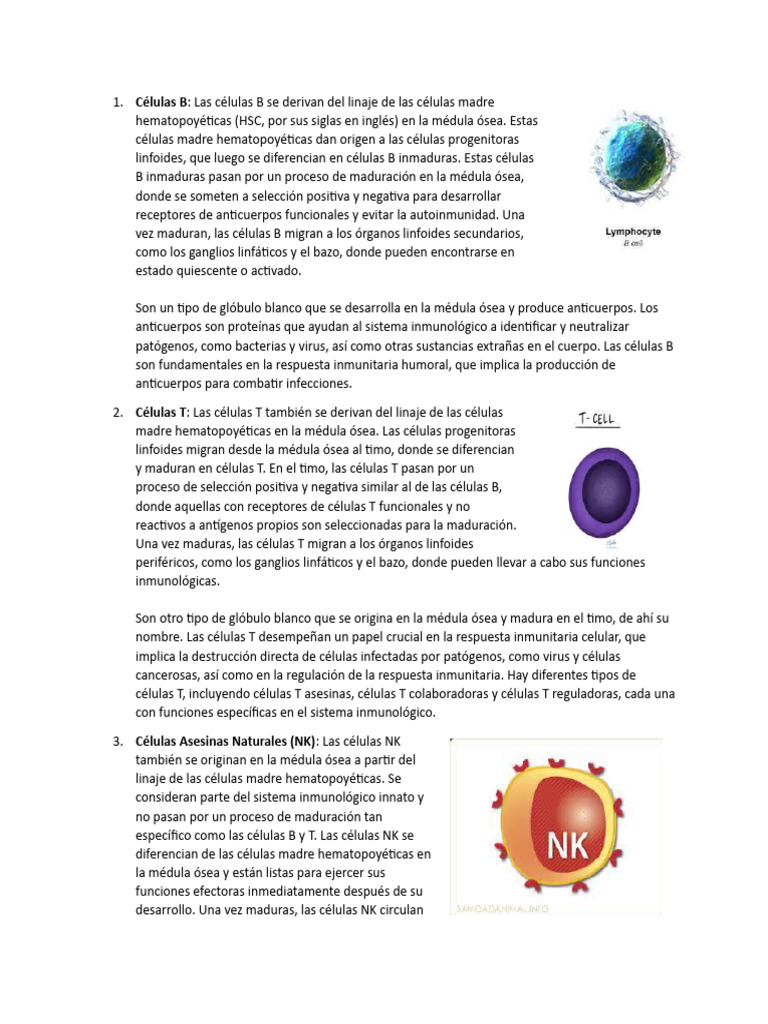 Linfocito B, Linfocito T y Natural Killer | PDF | Sistema inmune | Célula B