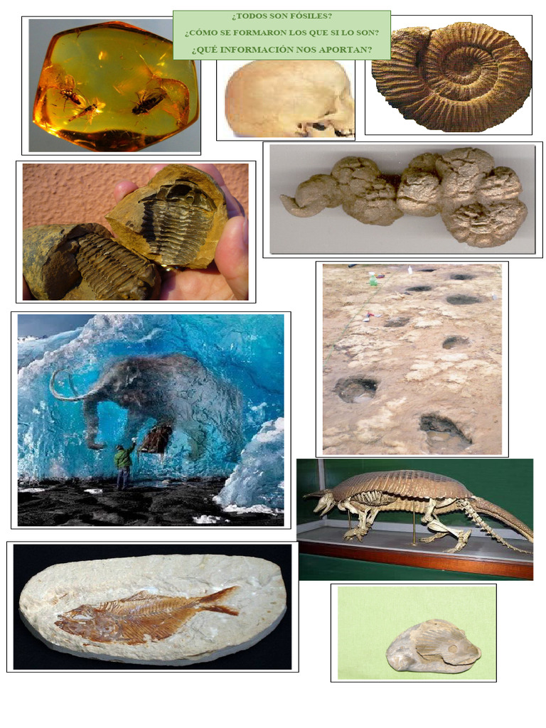 Tipos y formación de fósiles | PDF | Fósil | Zoología