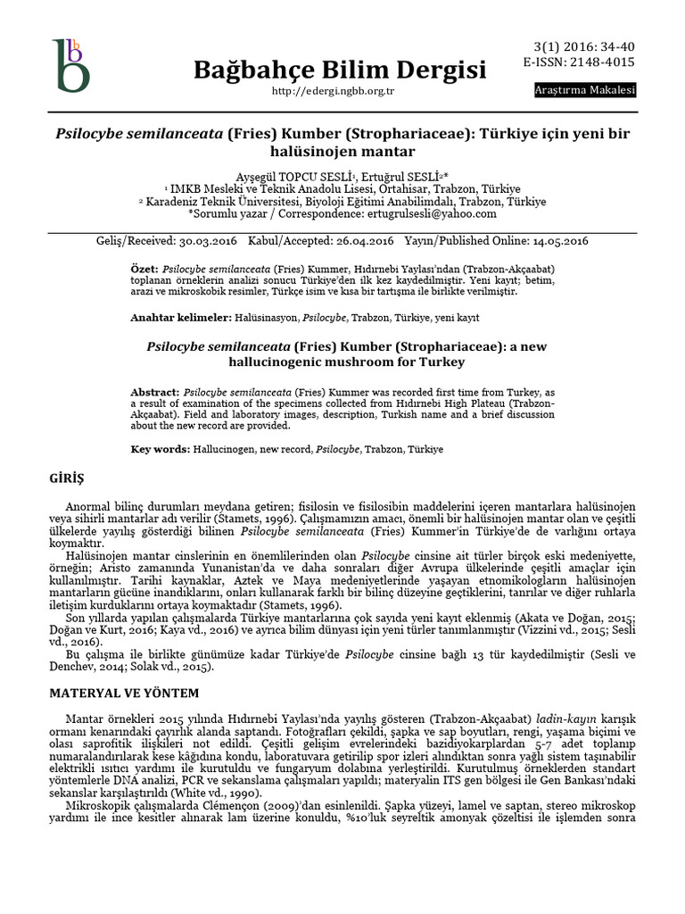 Psilocybe Semilanceata Fries Kumber Strophariaceae - T - Rkiye I - in Yeni Bir Hal - Sinojen ...