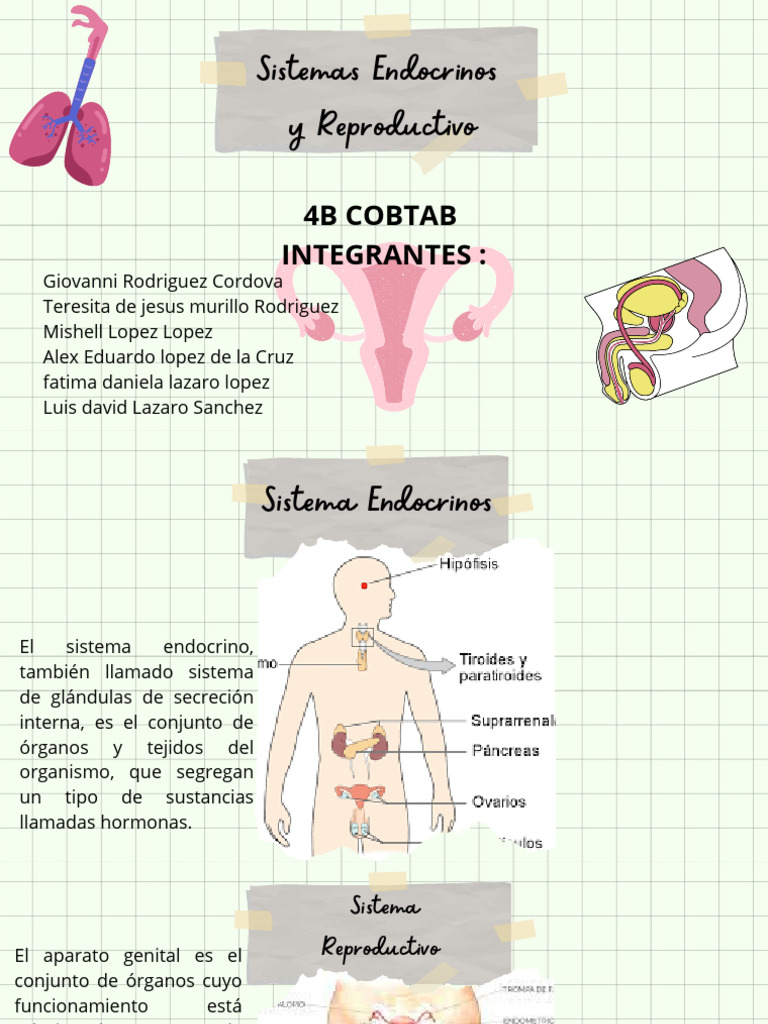 Sistemas Endocrinos Y Reproductivo Pdf