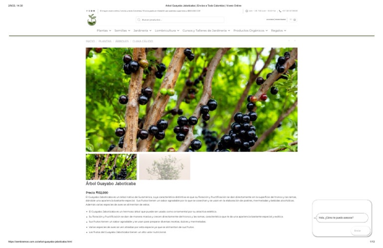 Árbol Guayabo Jaboticaba: Compra Online | PDF | Arboles | Plantas