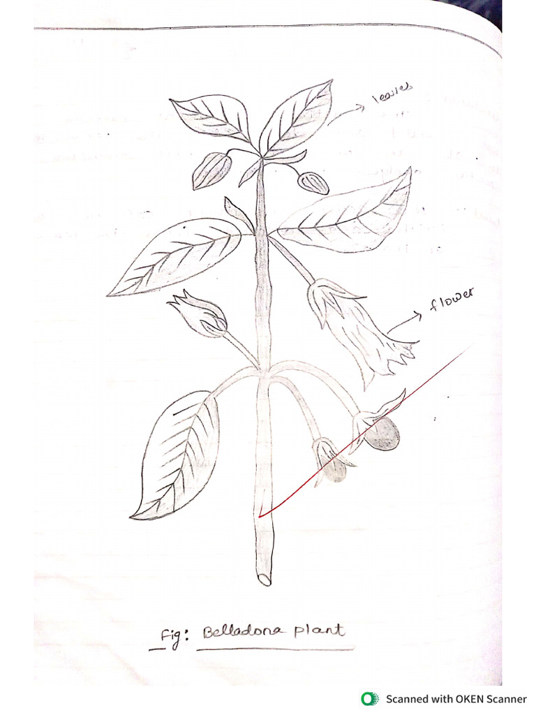 5th Practical of Cognosy | PDF