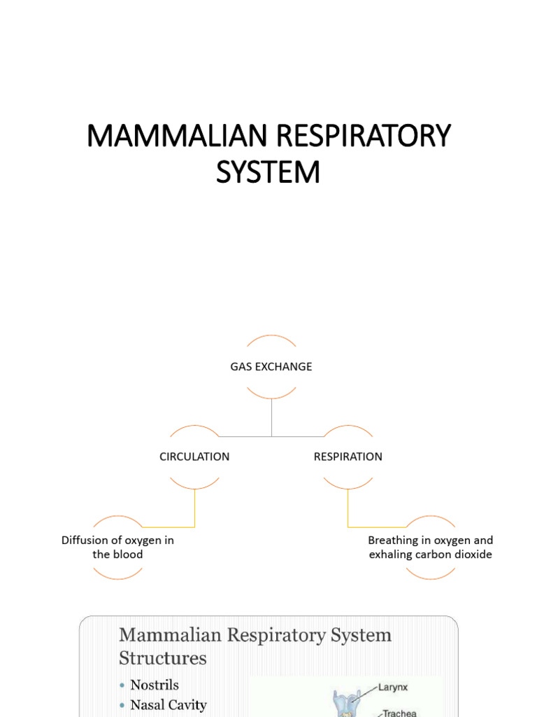 Mammalian Respiratory & Circulatory Systems | PDF