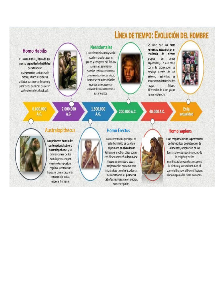 Linea Del Tiempo Evolucion Del Hombre | PDF