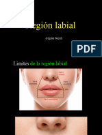 Región Labial de La Cara. | PDF | Labio | Anatomía humana