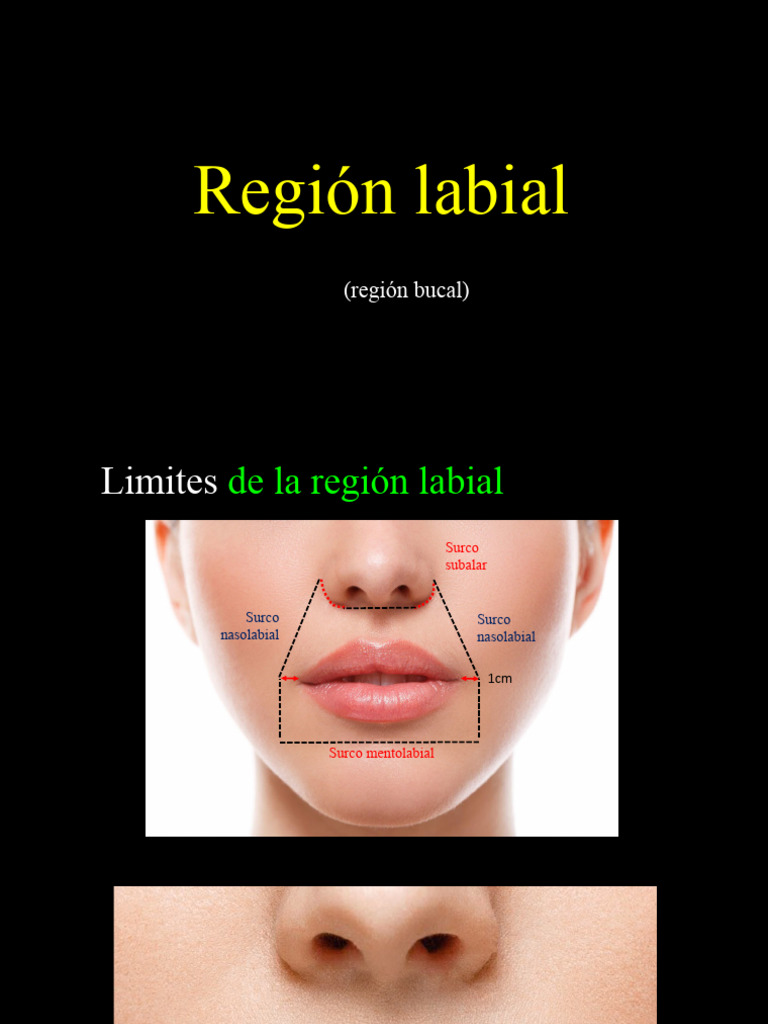 Anatomía de la Región Labial y Bucal | PDF | Labio | Lengua