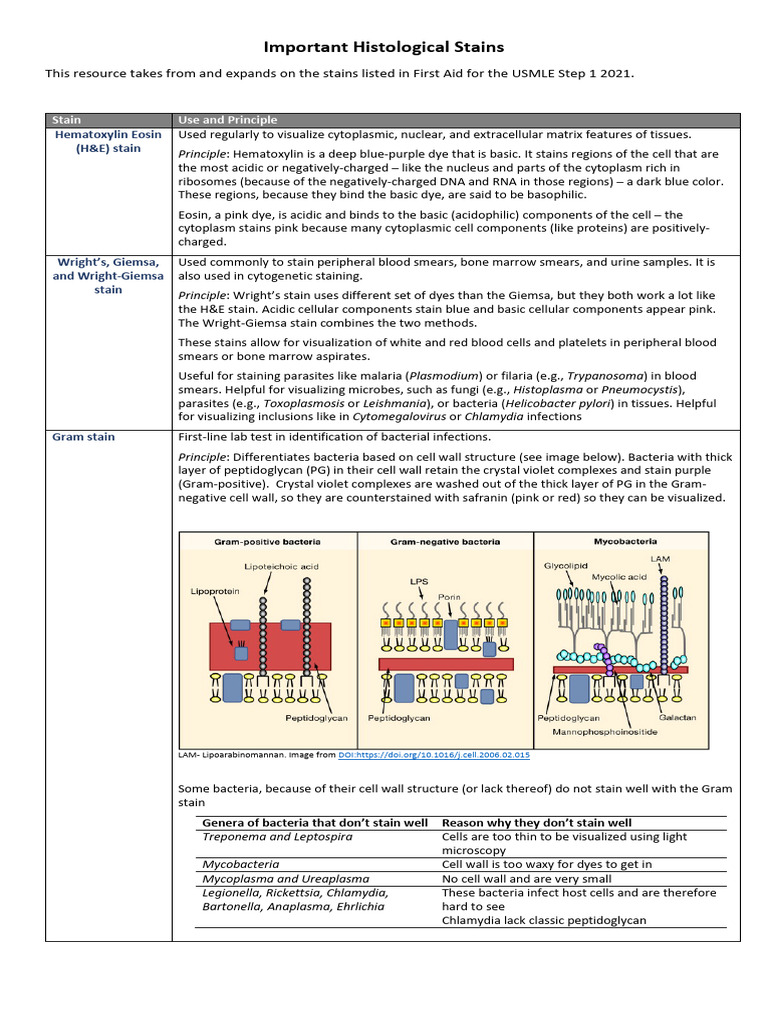 Important Stains 2023 | PDF | Staining | Microbiology