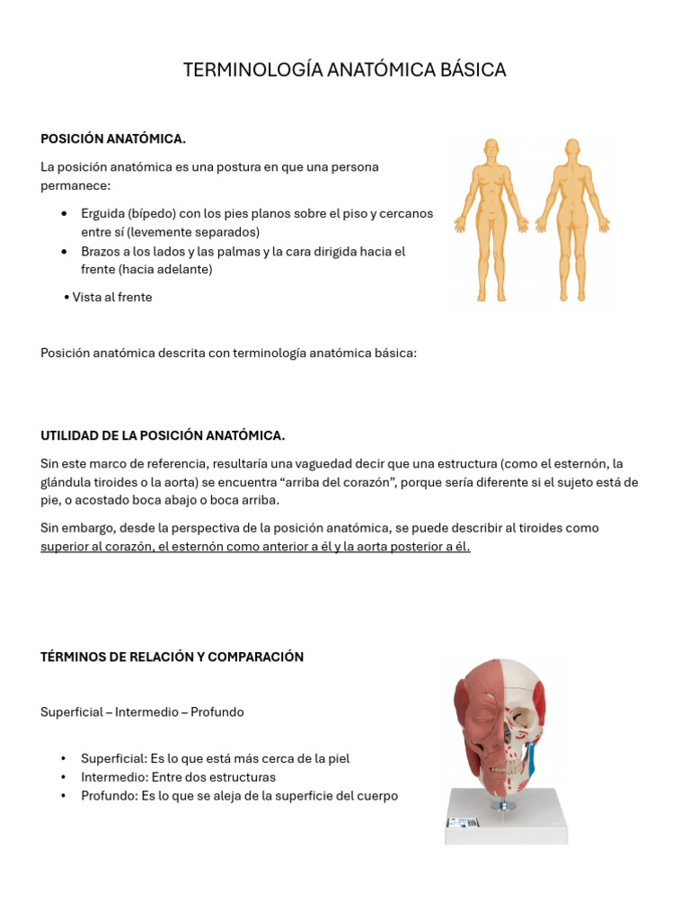 APUNTE TERMINOLOGIA ANATÓMICA BÁSICA | PDF | Términos anatómicos de ...