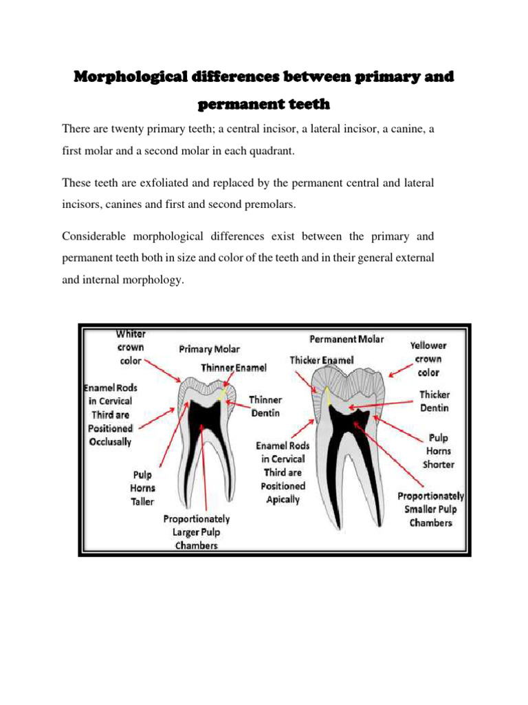 Morphology | PDF | Tooth | Dentistry Branches