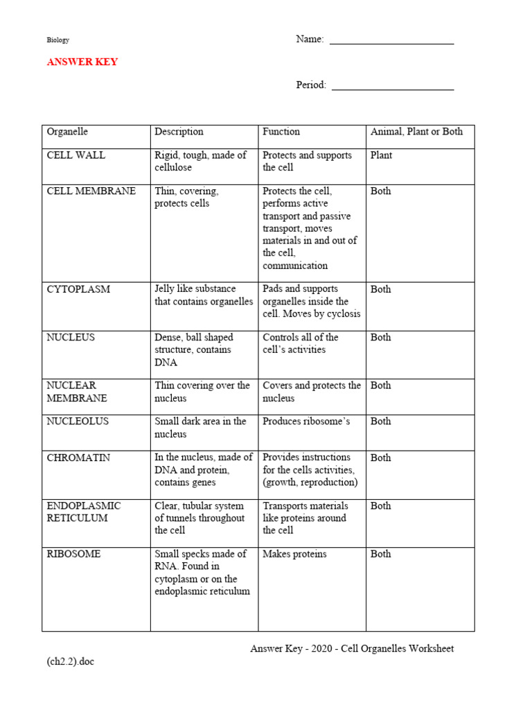 Cell Organelles Worksheet Answer Key | PDF | Endoplasmic Reticulum ...