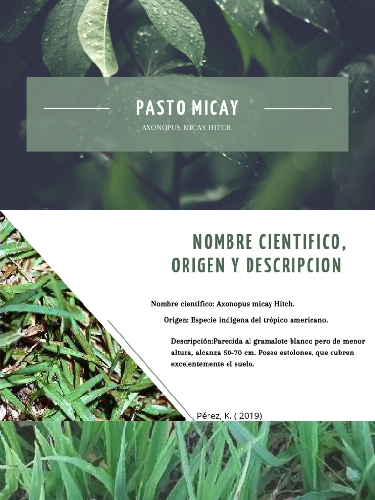 Verde Blanco La Naturaleza Presentación-Comprimido | PDF | Pasto | Pasto
