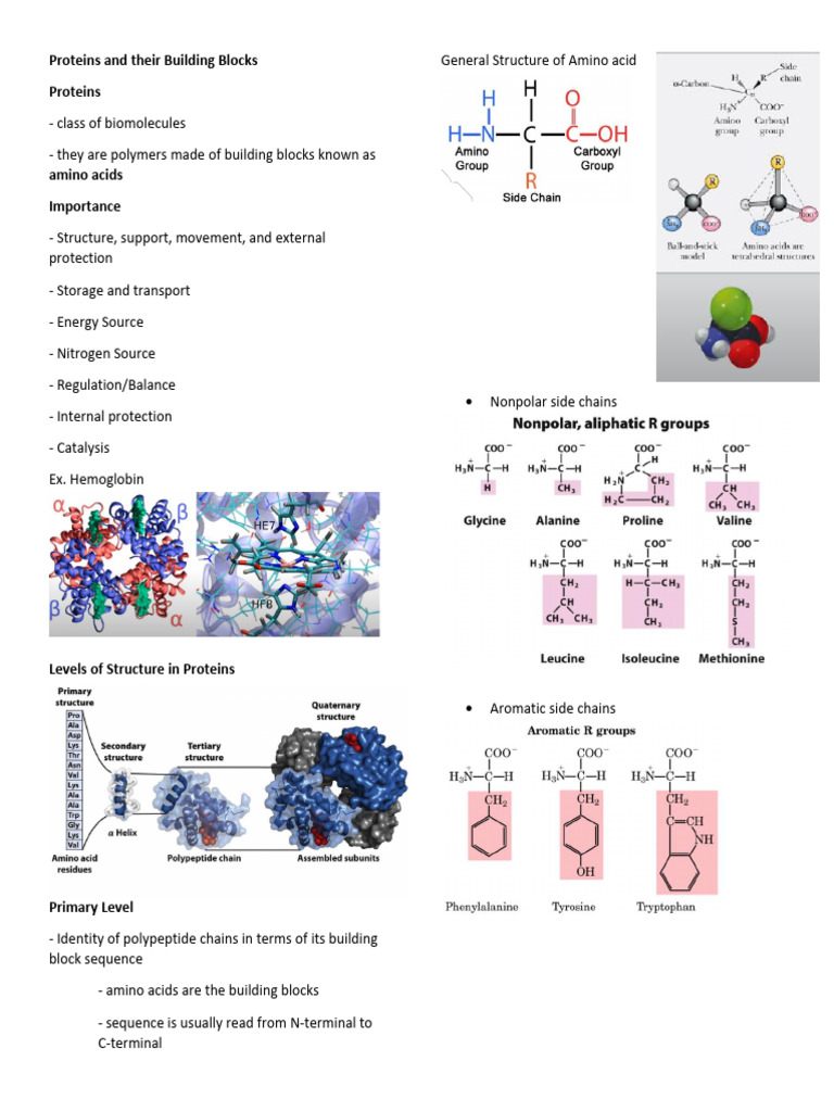 Building Blocks of Proteins Explained | PDF | Amino Acid | Alpha Helix